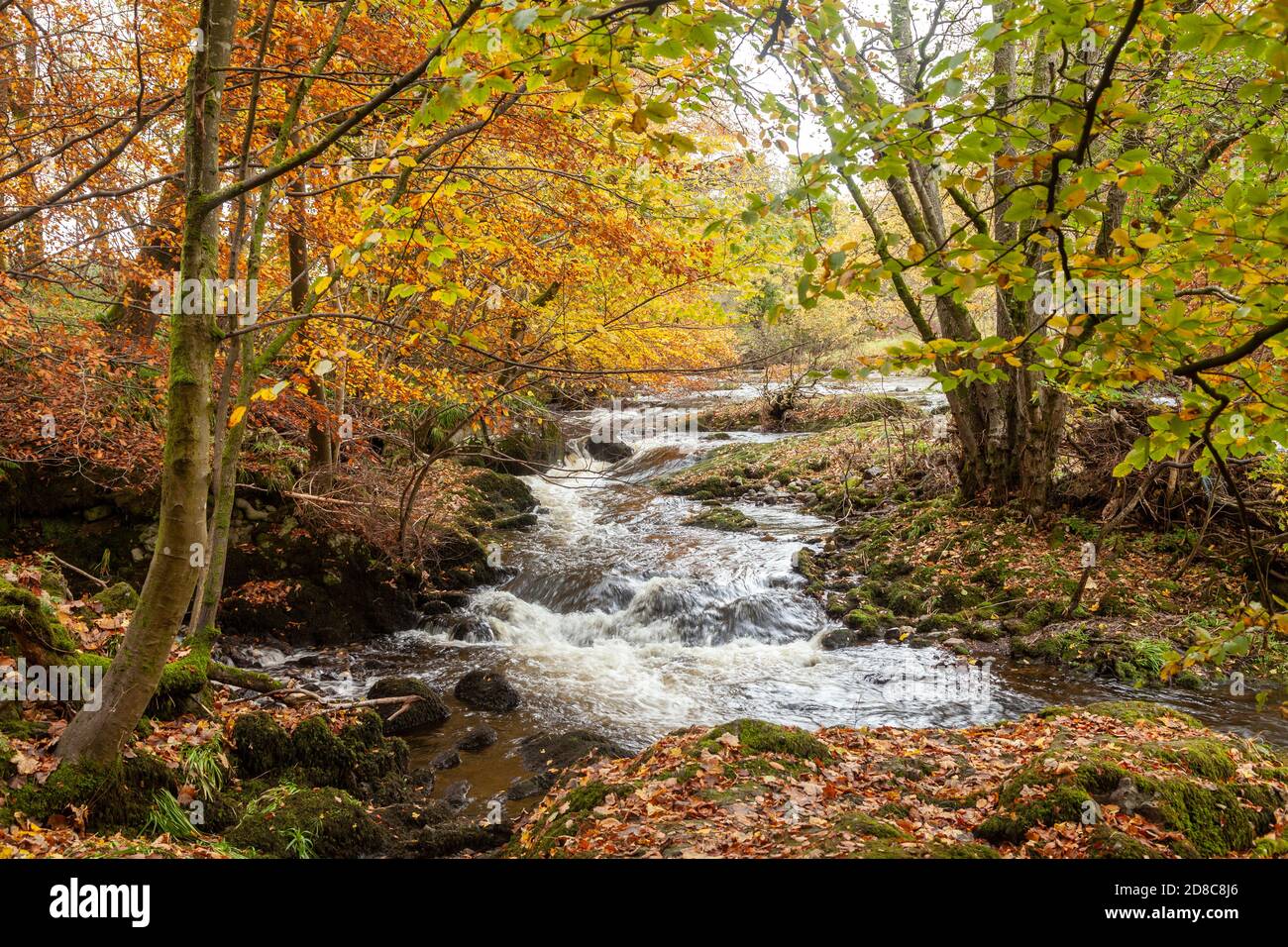 Devon river bridge trees hi-res stock photography and images - Alamy