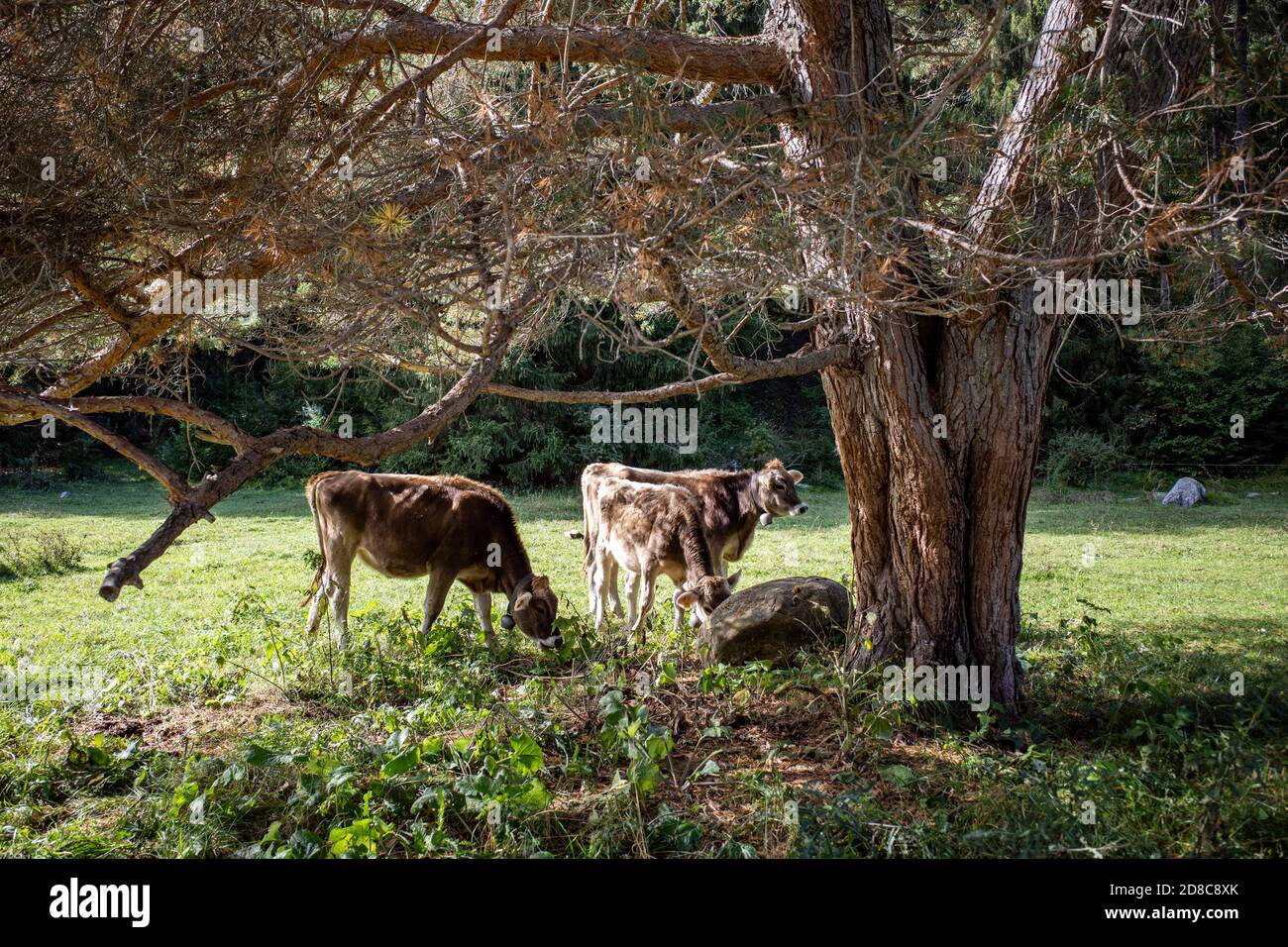 Resting cows on meadow hi-res stock photography and images - Alamy