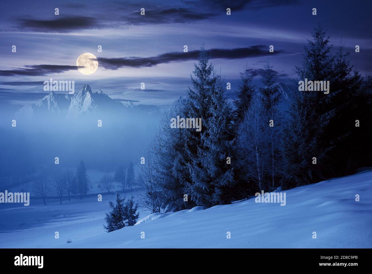 Spruce woodland black forest range hi-res stock photography and images ...