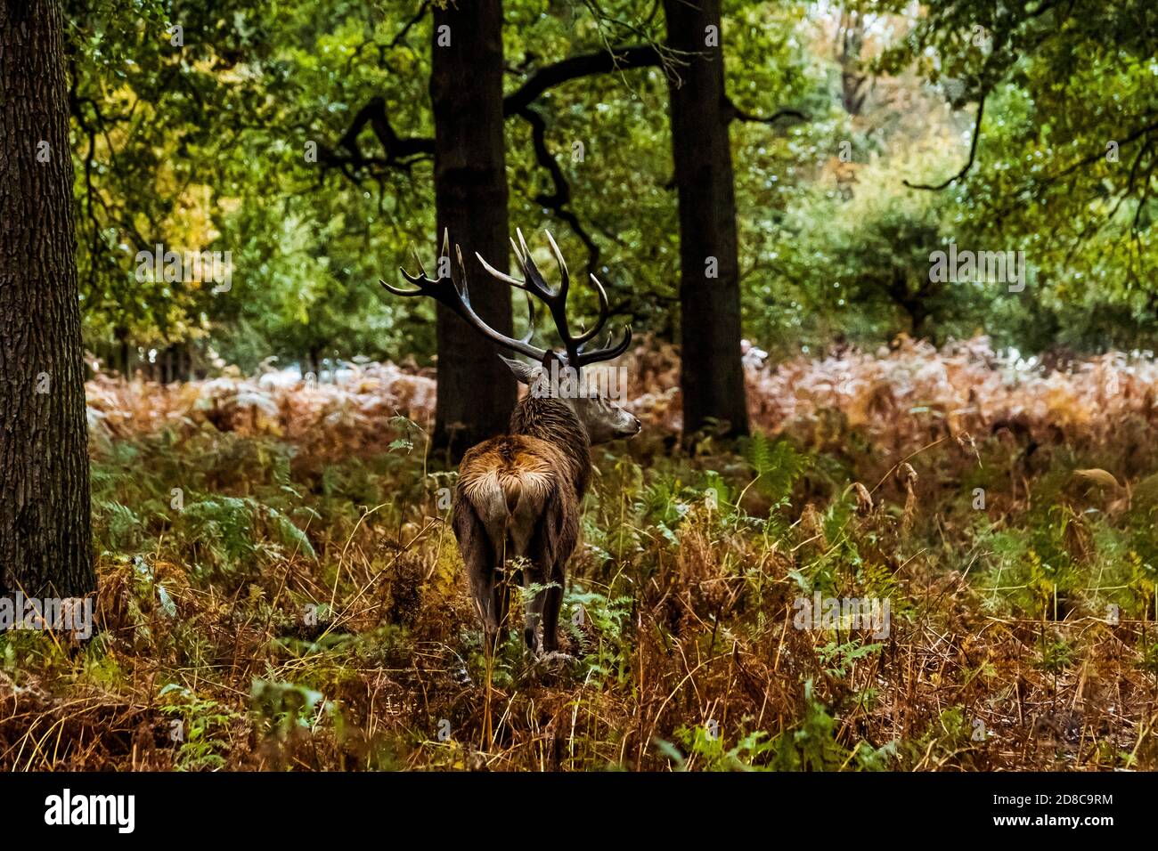 Portrait of a Stag in Richmond park Stock Photo - Alamy
