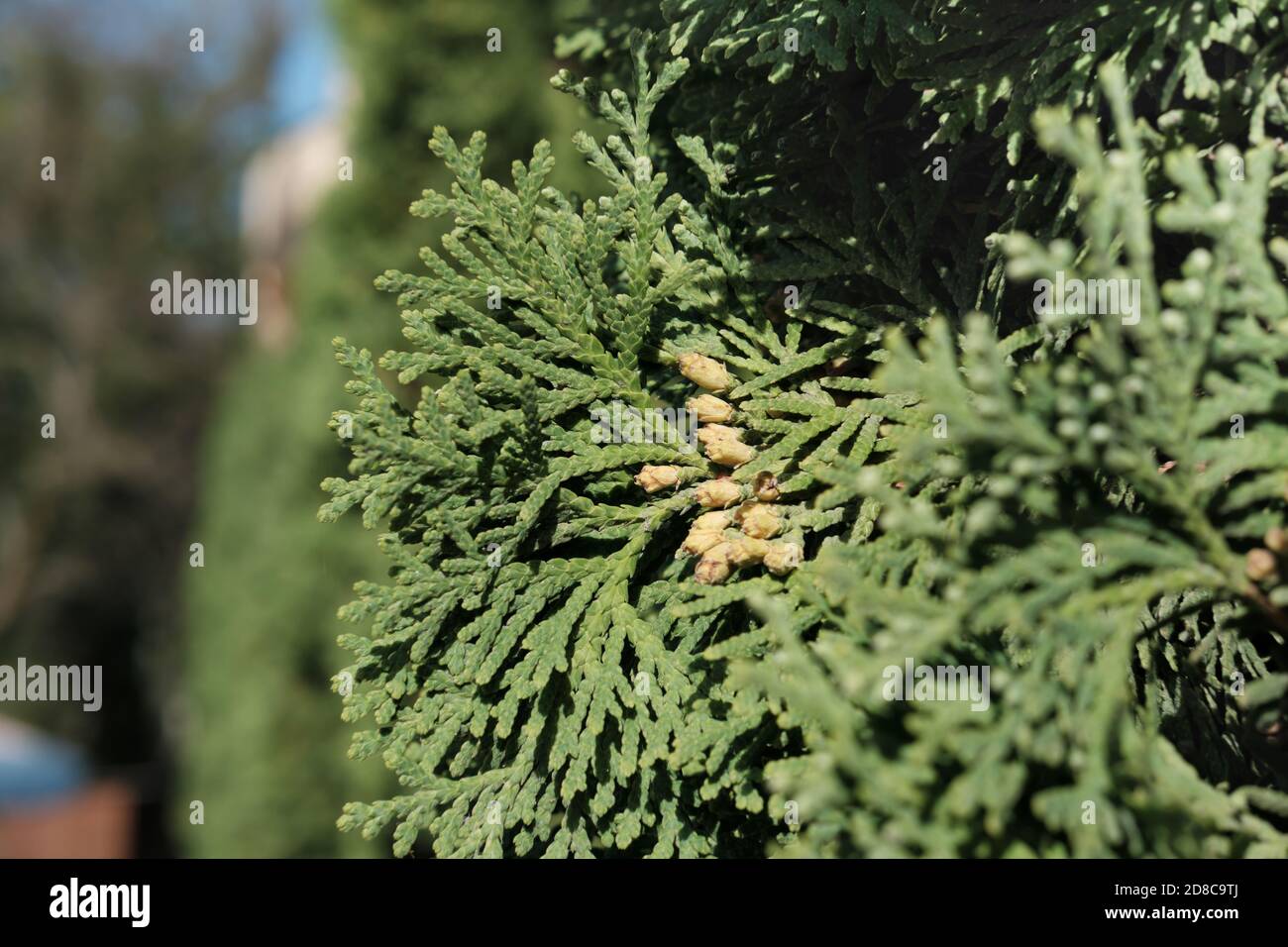 closeup of cypress tree branch in the hedge in garden. blooming cypress ...