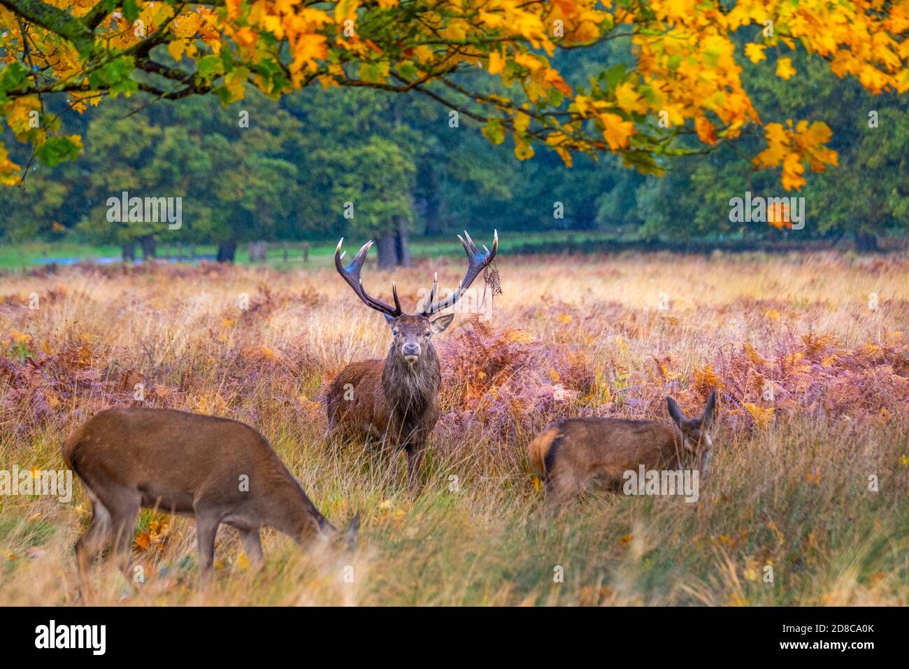 Richmond stags hi-res stock photography and images - Alamy