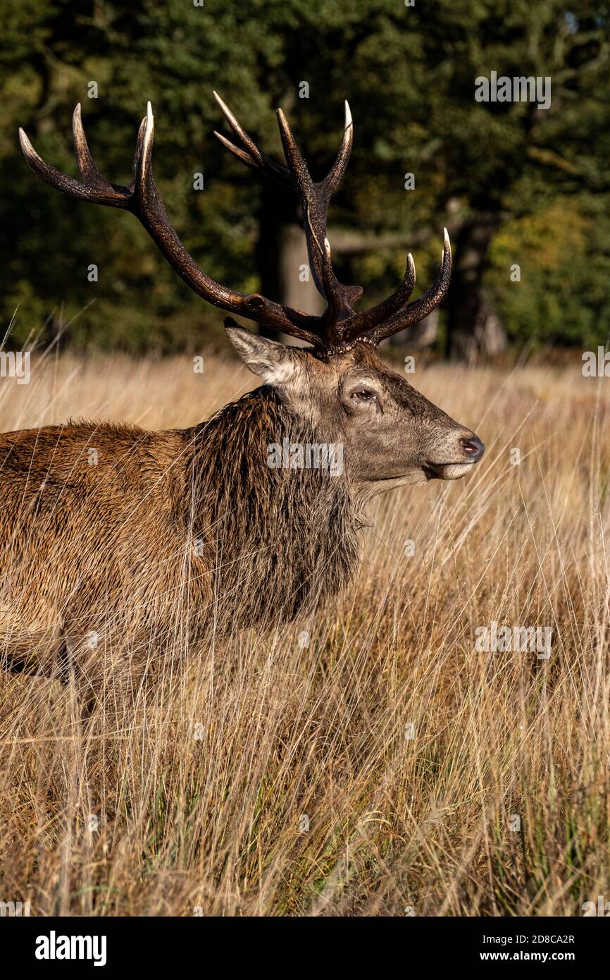 Portrait of a Stag in Richmond park Stock Photo - Alamy