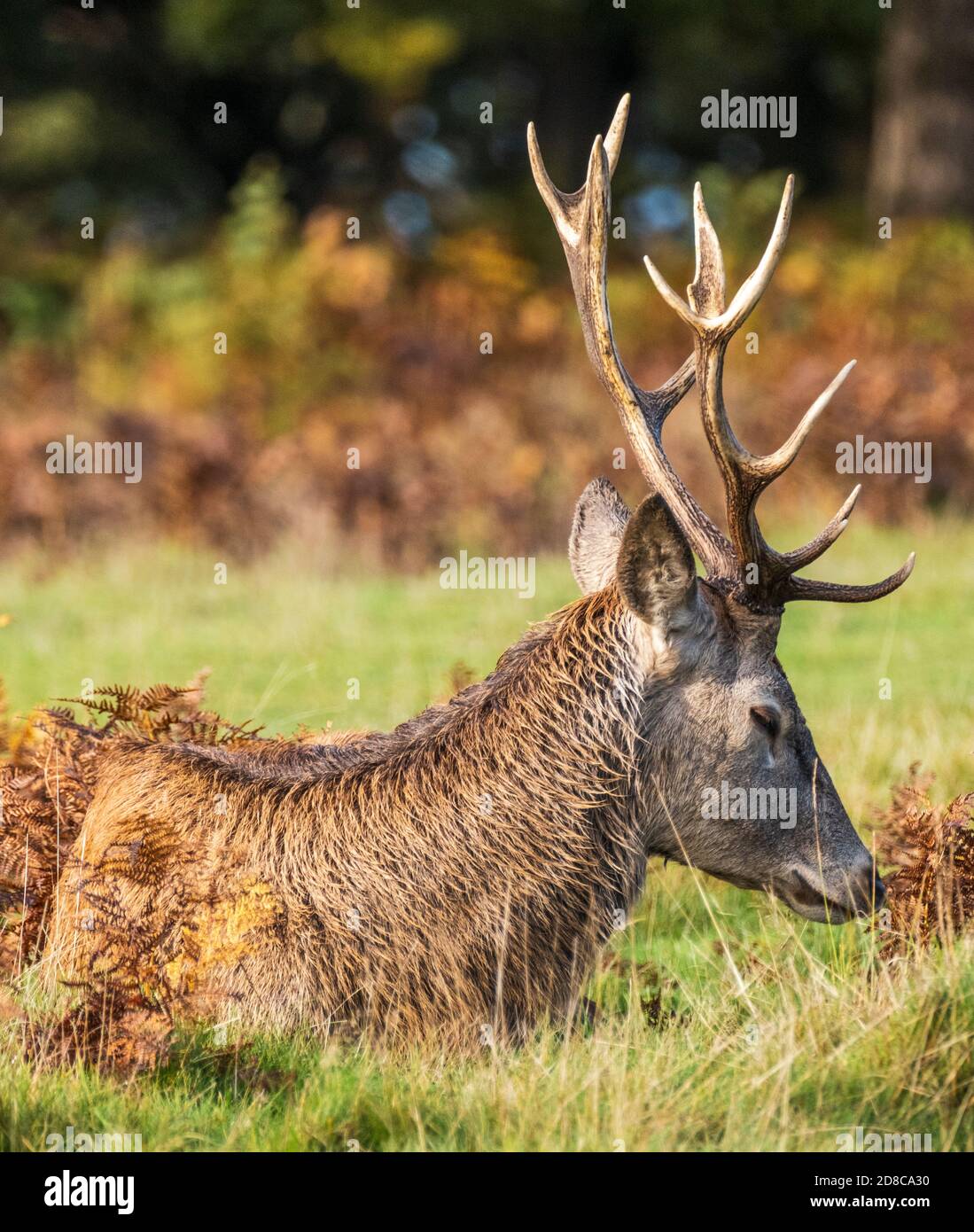 Portrait of stag in a park hi-res stock photography and images - Alamy