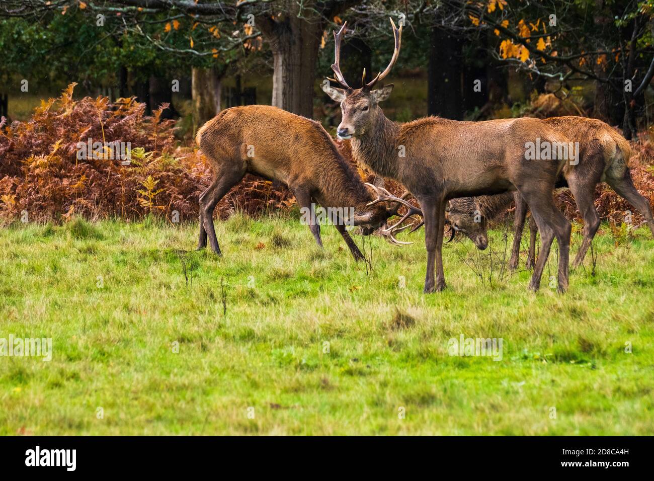 Portrait of a stag hi-res stock photography and images - Alamy