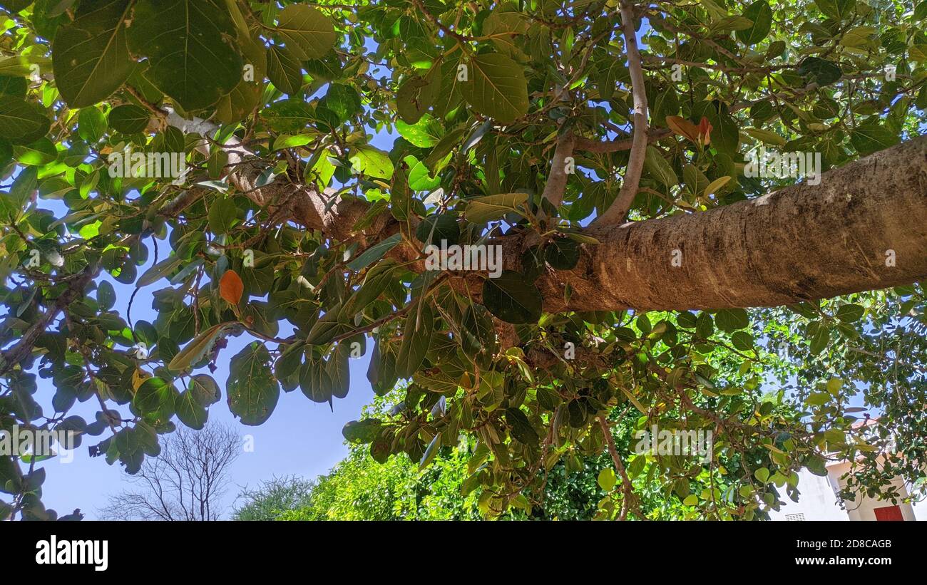 Indian National Tree