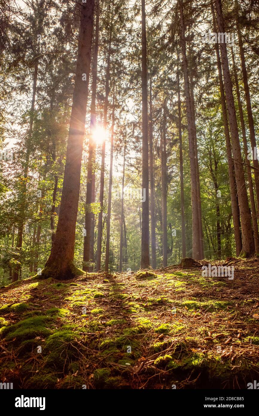 sun rays in the forest Stock Photo - Alamy