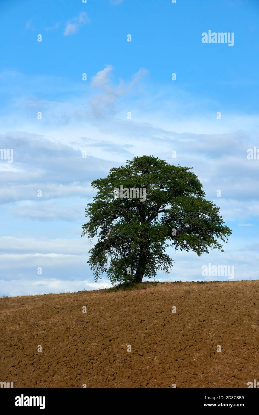 Radi (Si) a tree on a hill Stock Photo - Alamy