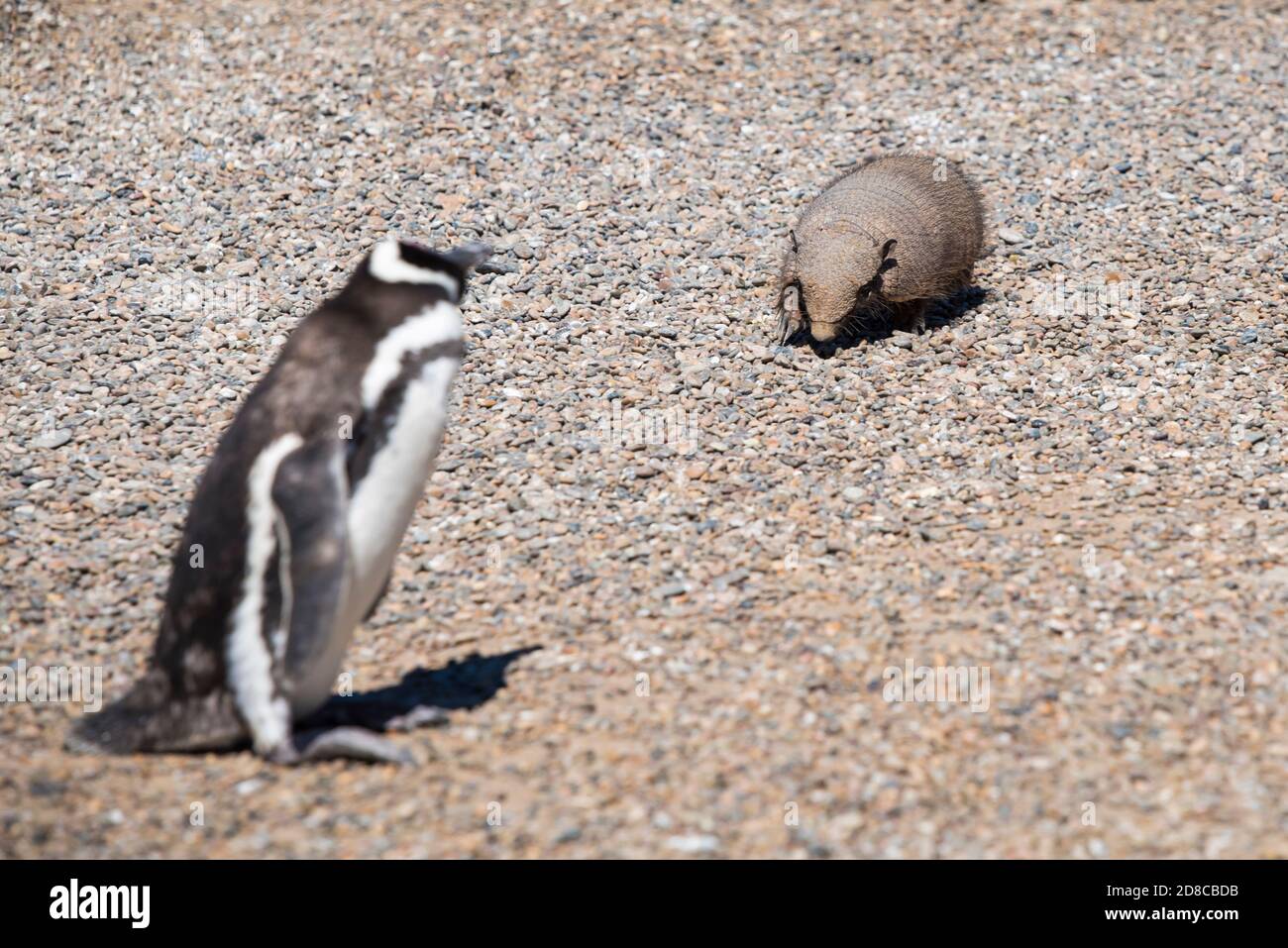 Armadillos family hi-res stock photography and images - Alamy