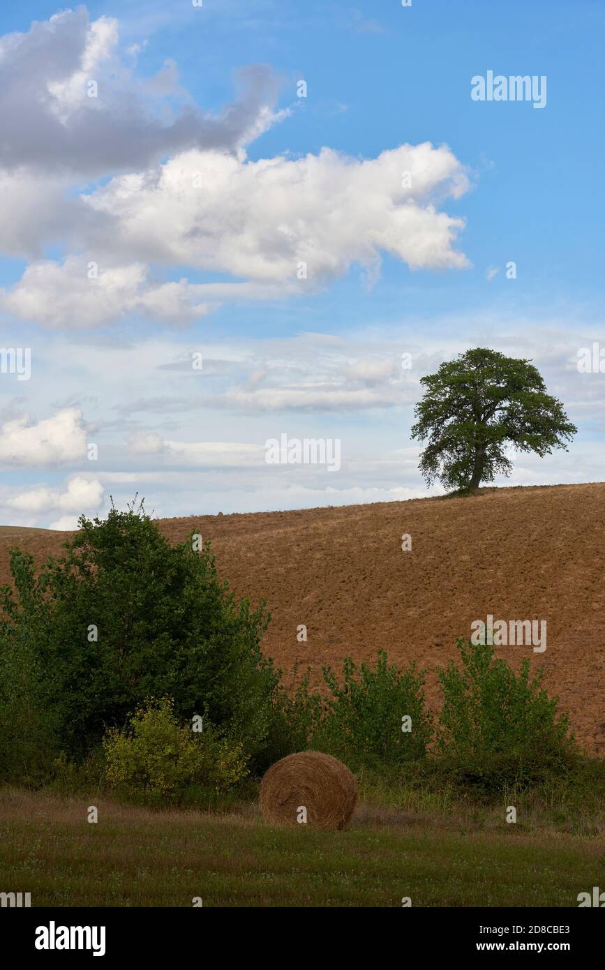 Radi (Si) a tree on a hill Stock Photo - Alamy
