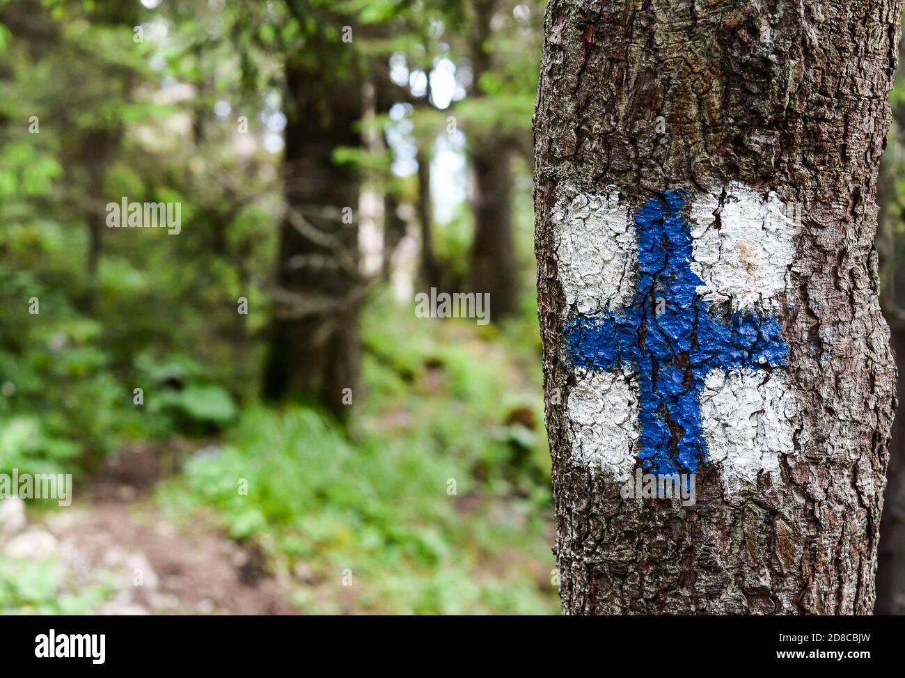 Trees with hiking markings hi-res stock photography and images - Alamy