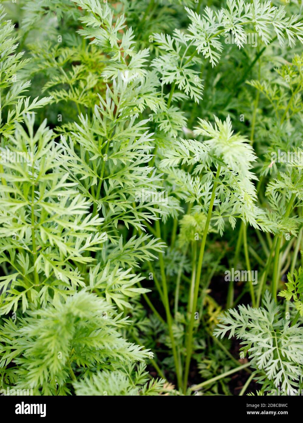 Edible fresh green shoots of Nantes 5 carrots in the kitchen garden ...