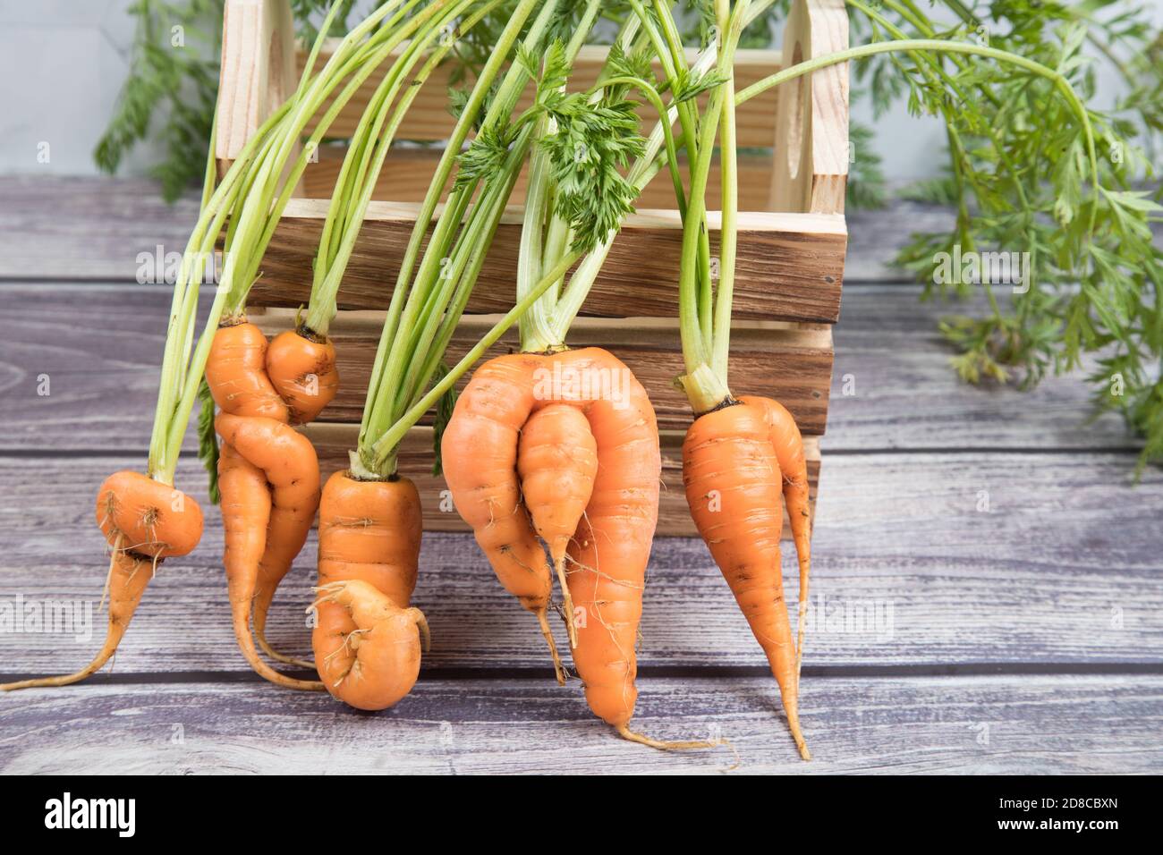 Deformed carrot hi-res stock photography and images - Alamy