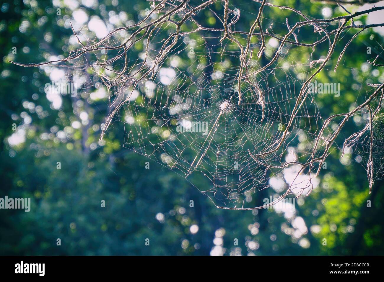 Spider web on tree branches Stock Photo - Alamy