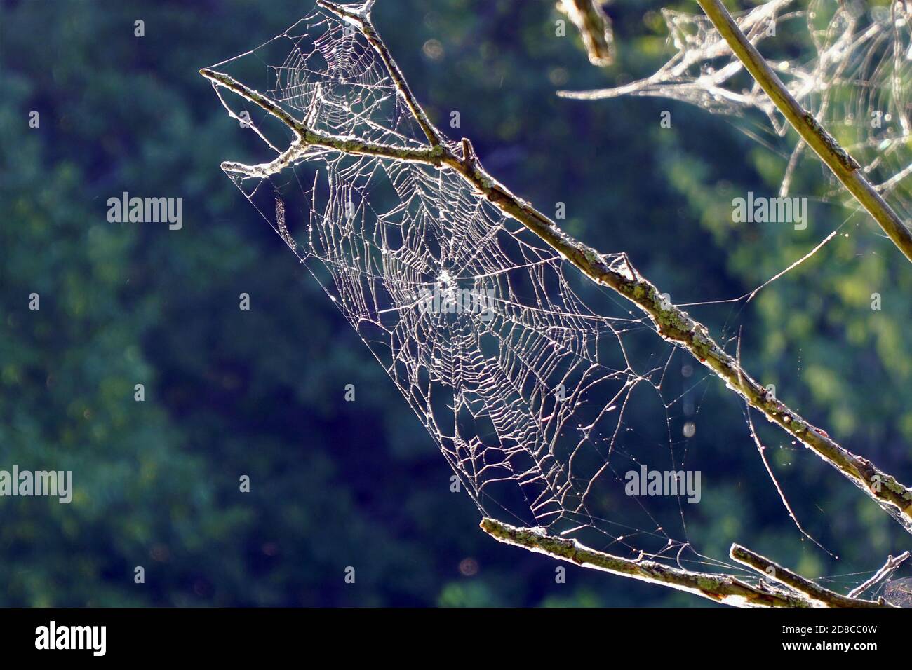 Spider web on tree branches Stock Photo - Alamy