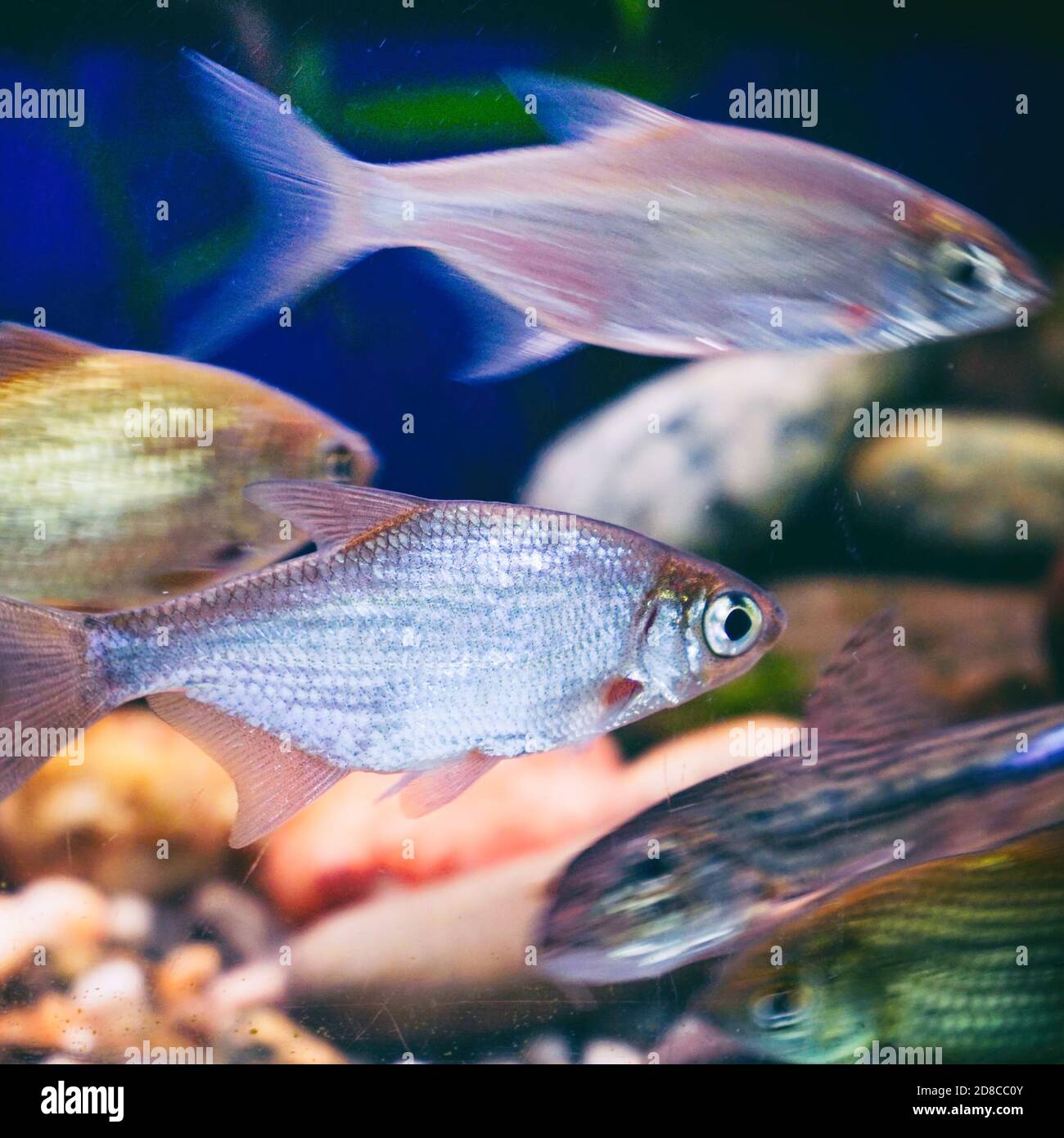 Young bream swim in the aquarium. Freshwater river fish in an aquarium ...