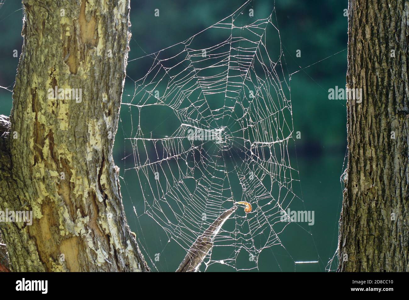 The spider's web on the trunks of trees Stock Photo - Alamy