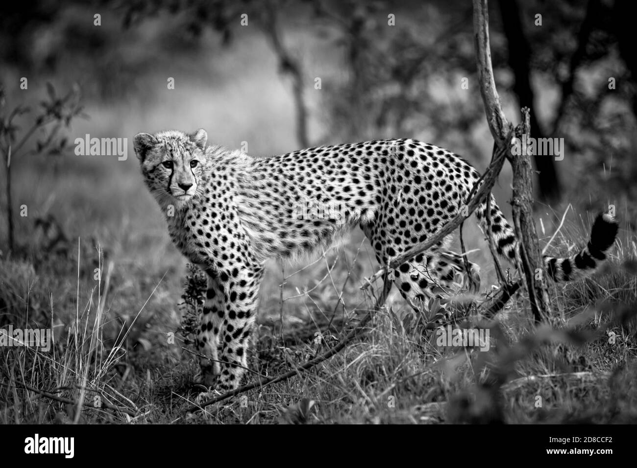 African cheetah (Acinonyx jubatus jubatus Stock Photo - Alamy