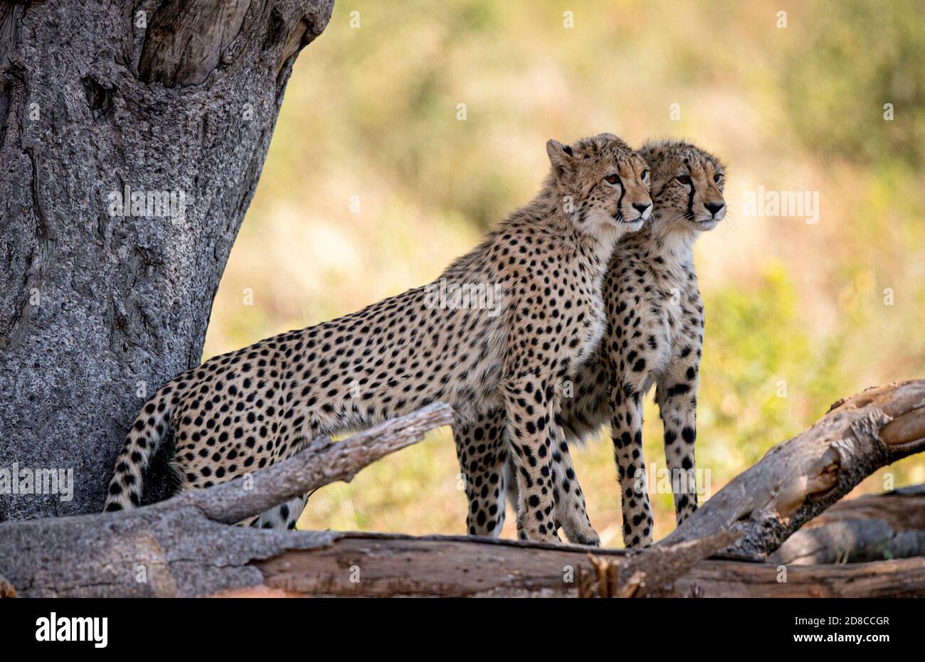 African cheetah (Acinonyx jubatus jubatus Stock Photo - Alamy