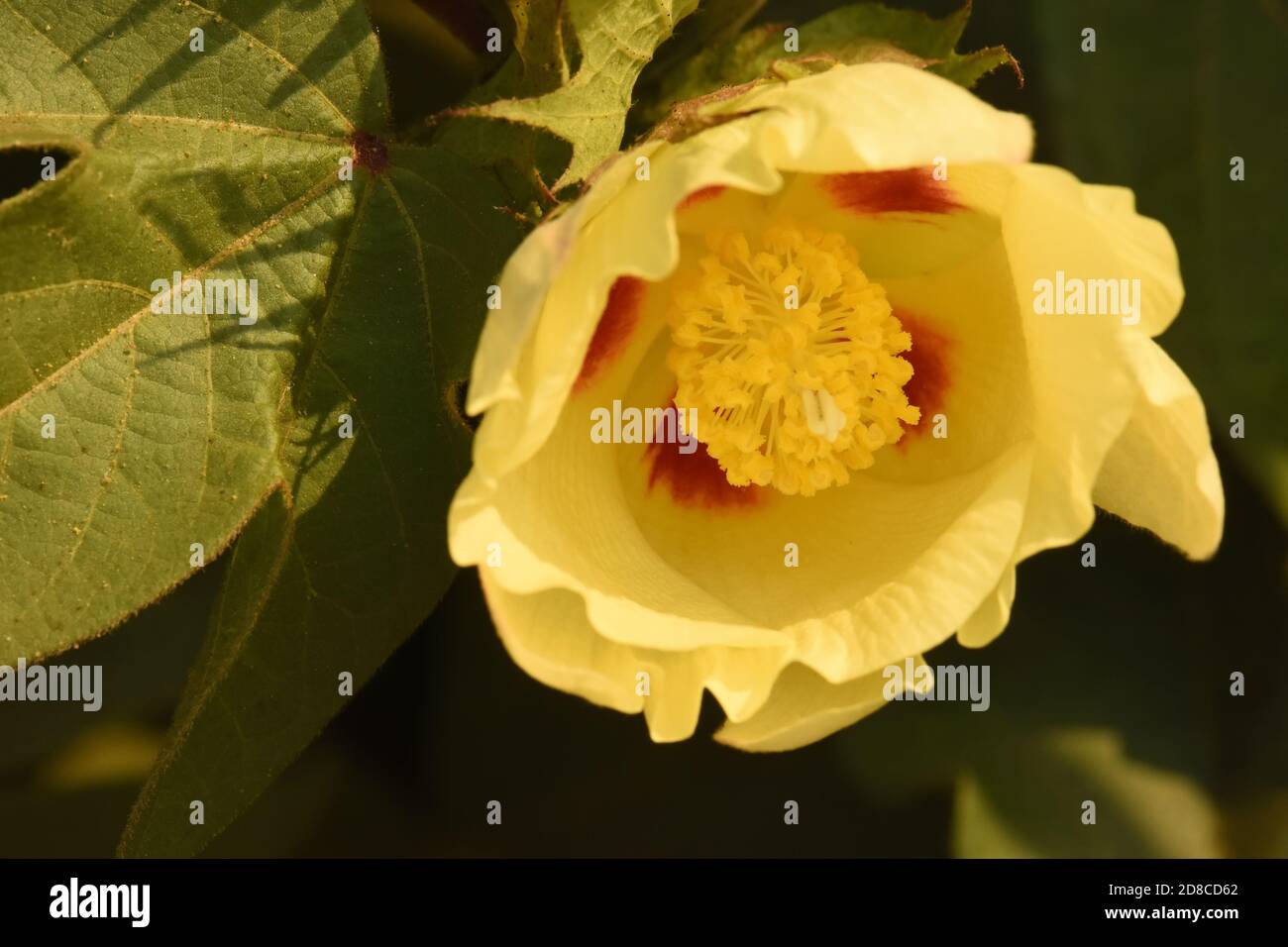 Cotton pollen hi-res stock photography and images - Alamy