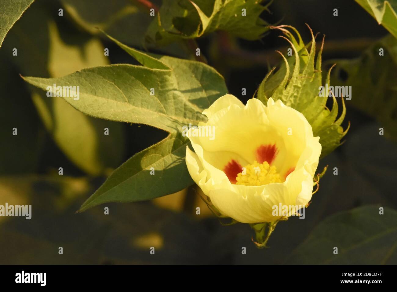 Cotton plant flowers - macro Stock Photo - Alamy