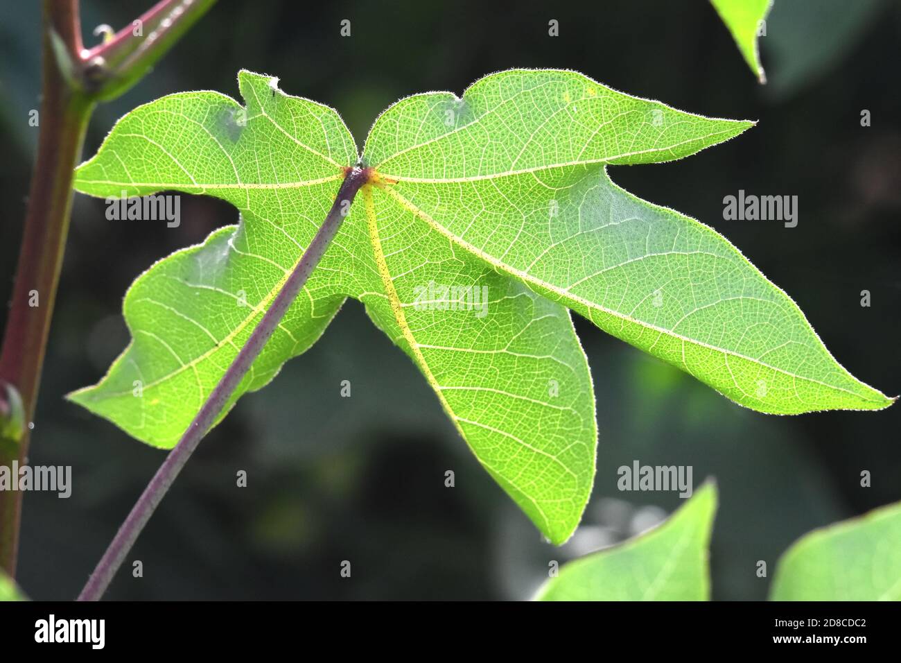 Big leaf shape texture hi-res stock photography and images - Alamy