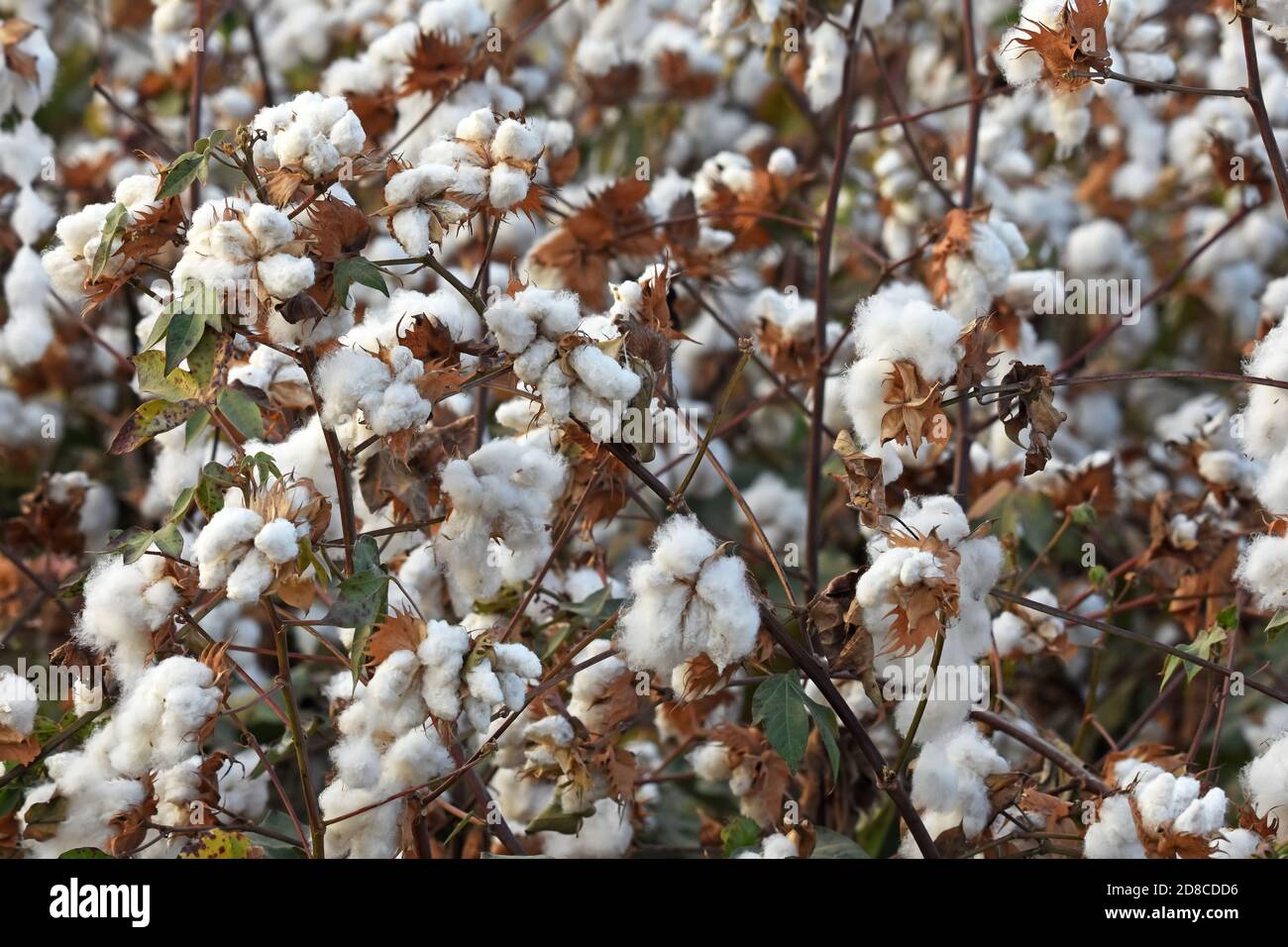 Cotton field close up Stock Photo - Alamy