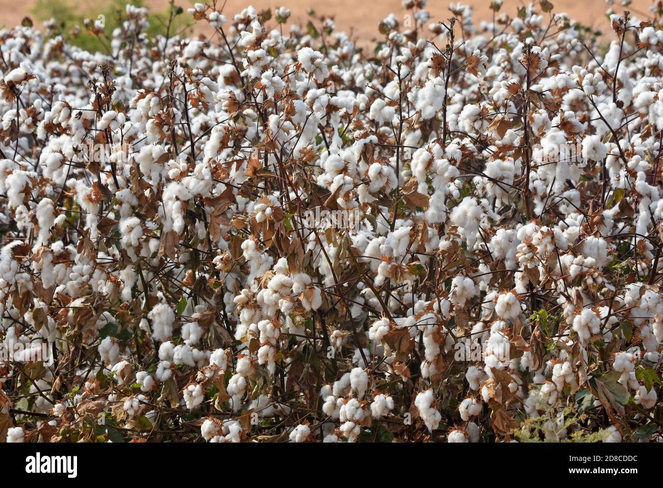 Quality cotton material hi-res stock photography and images - Alamy