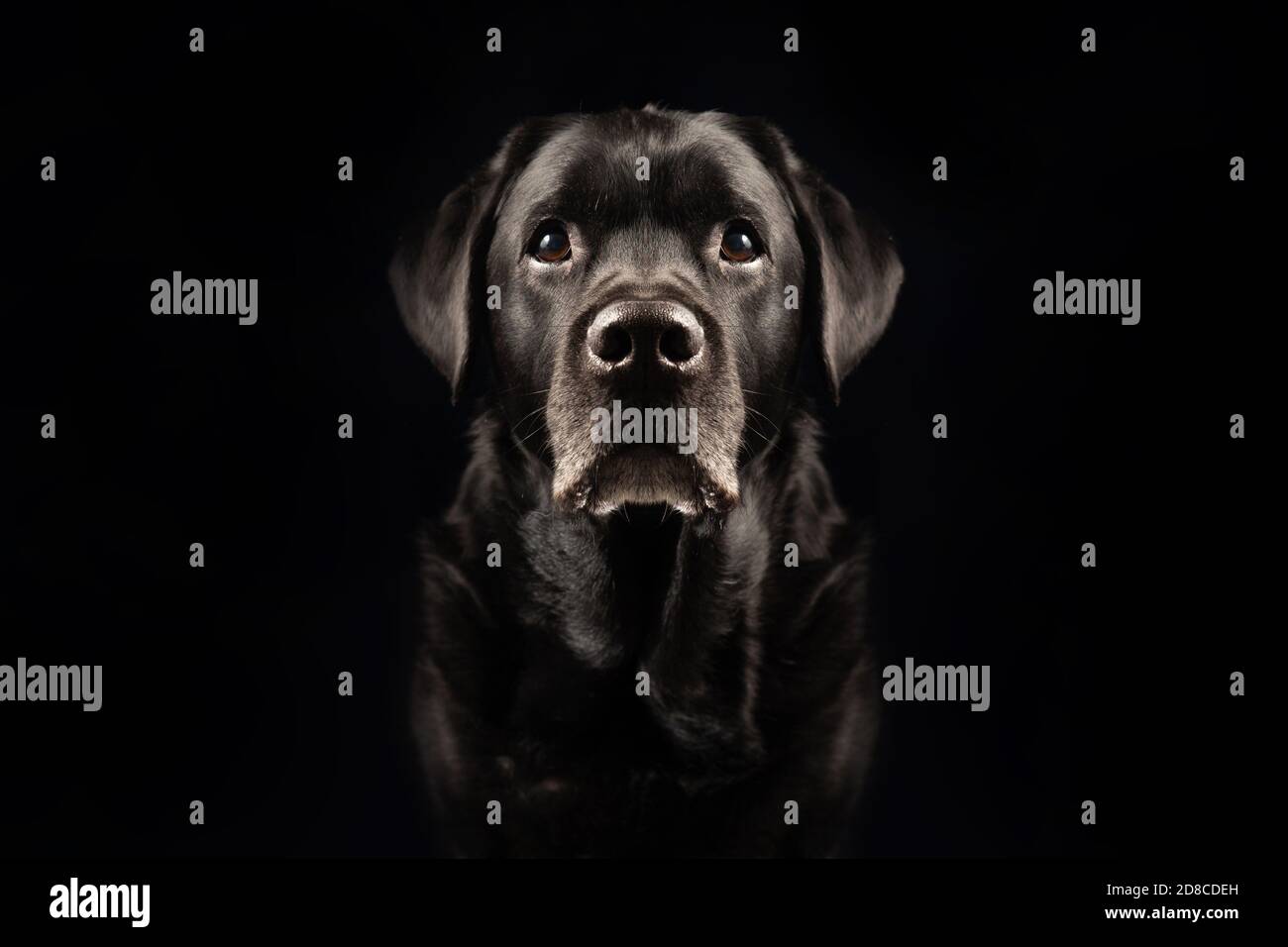 Old black labrador hi-res stock photography and images - Alamy