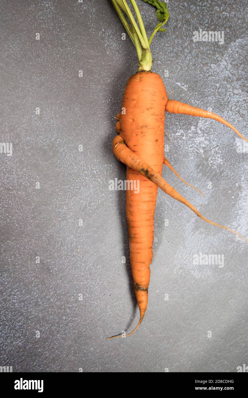 Deformed ugly carrot root crop with a bizarre shape with various ...