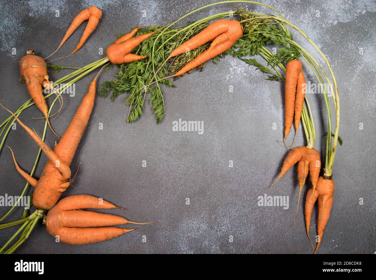 Several deformed, ugly carrot roots with a bizarre shape on a gray ...