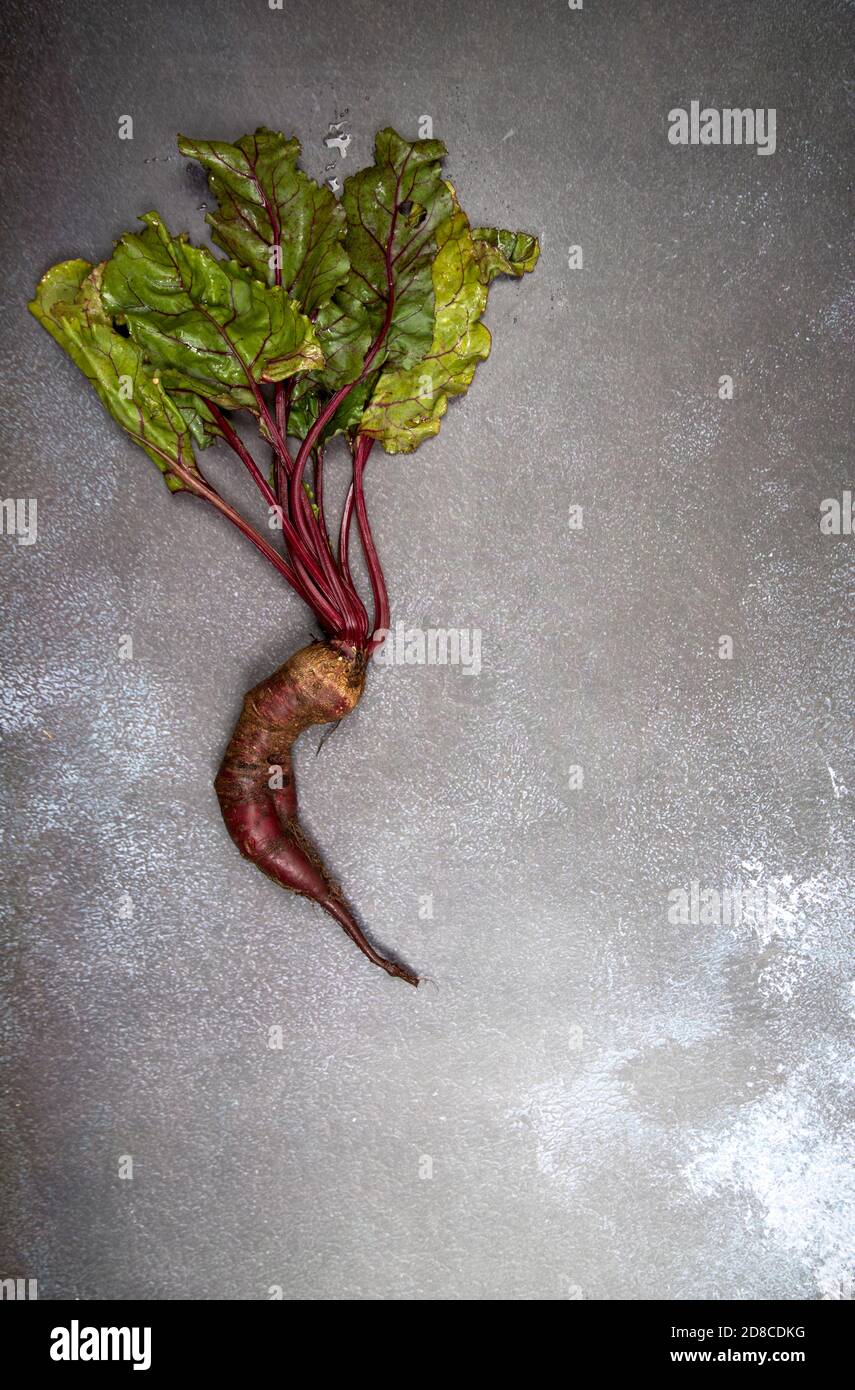 Deformed ugly beetroot with a bizarre shape on a gray background . A ...