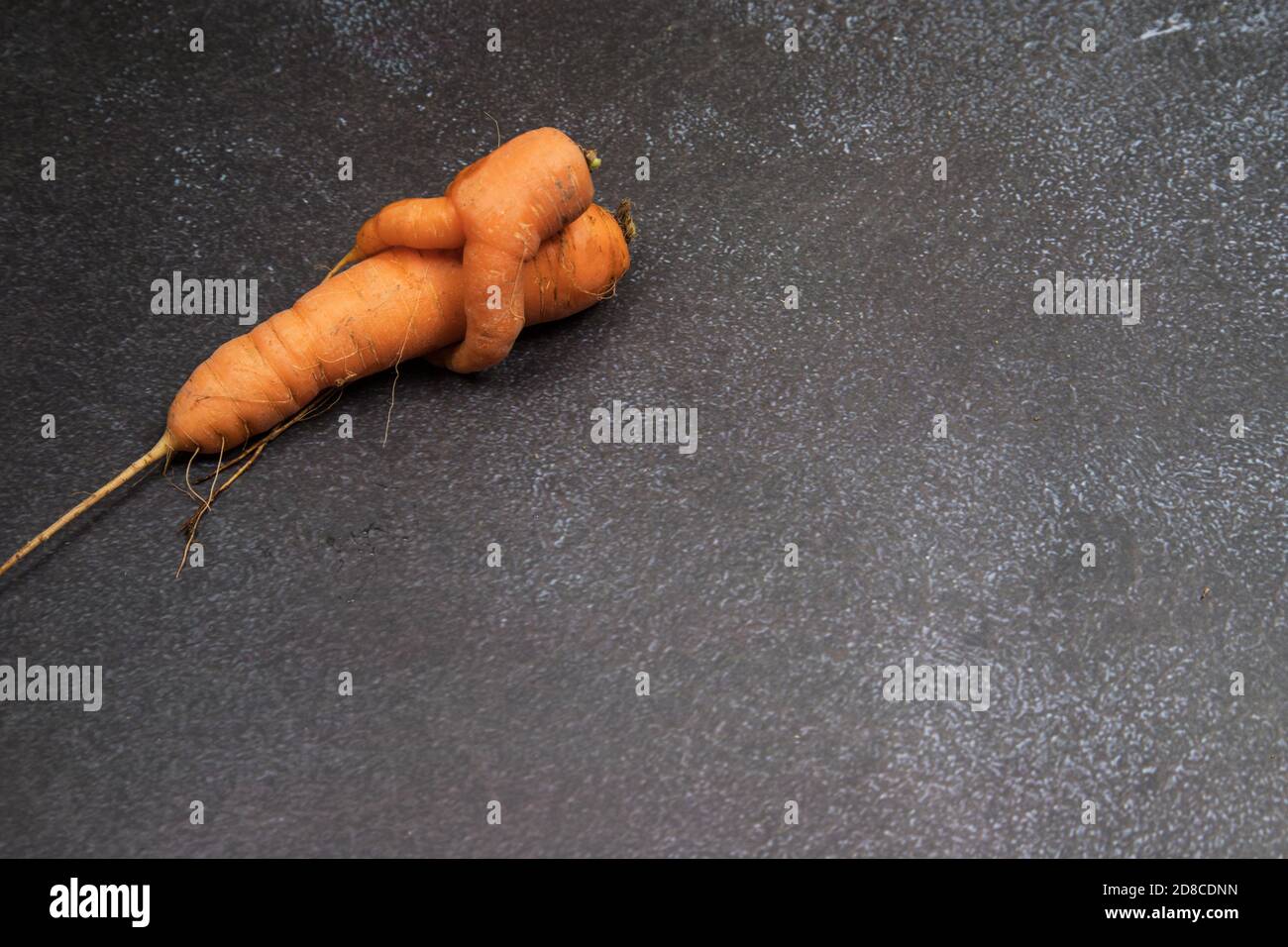 Two deformed ugly carrot root vegetables of a bizarre shape on a dark ...