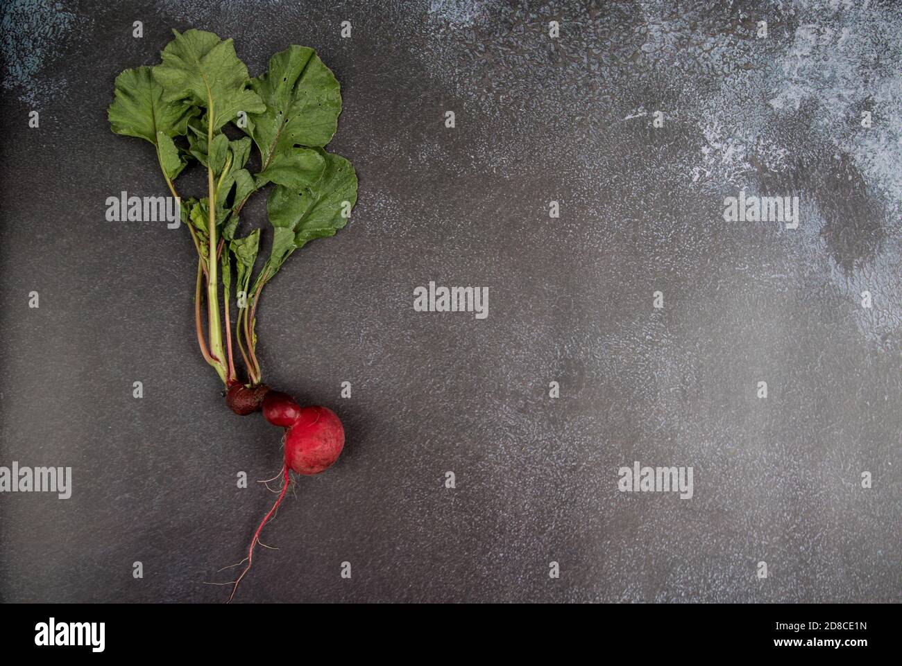 Ugly radish root crop on a dark background. Horizontal orientation ...