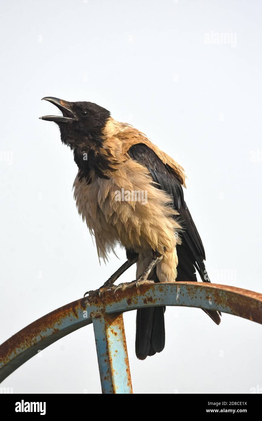 Old Crow Calls at Brayden Woodd blog