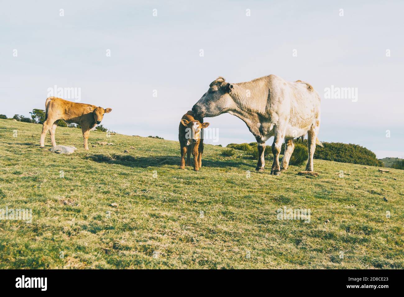 A white cow taking care of her little calves in a meadow Stock Photo ...