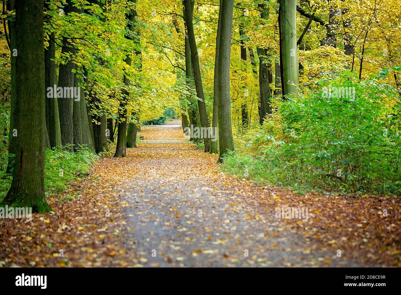Beautiful path with trees in forest autumn landscape background Stock ...