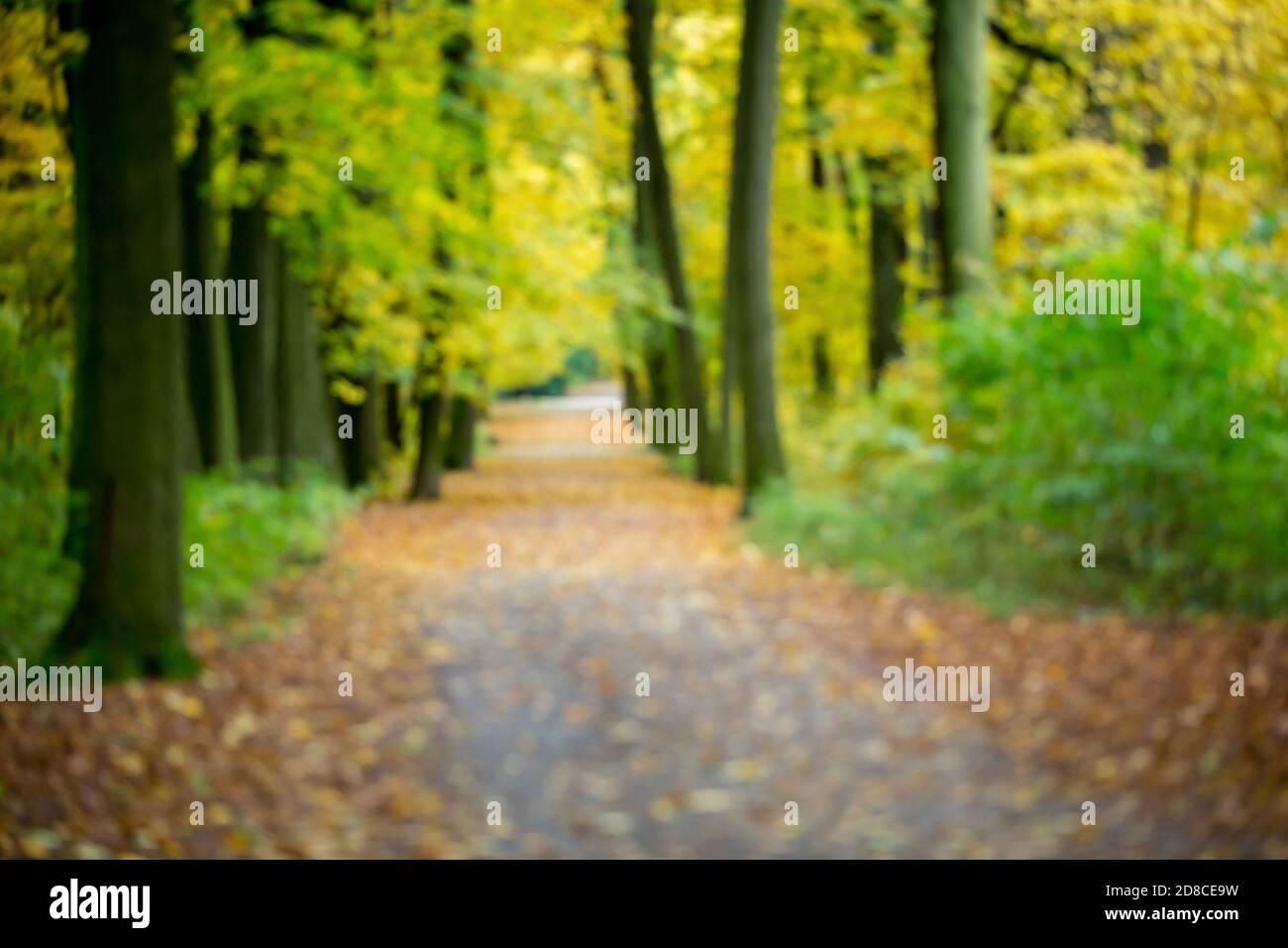 Blurred autumn background, forest with trees Stock Photo - Alamy