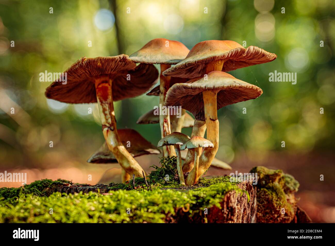 Fungal Fruiting Body