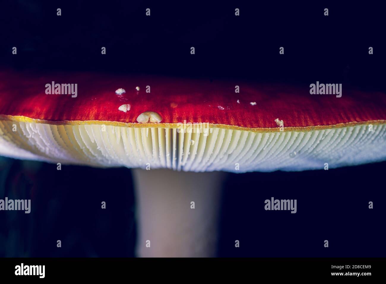A mushroom or toadstool is the fleshy, spore-bearing fruiting body of a ...