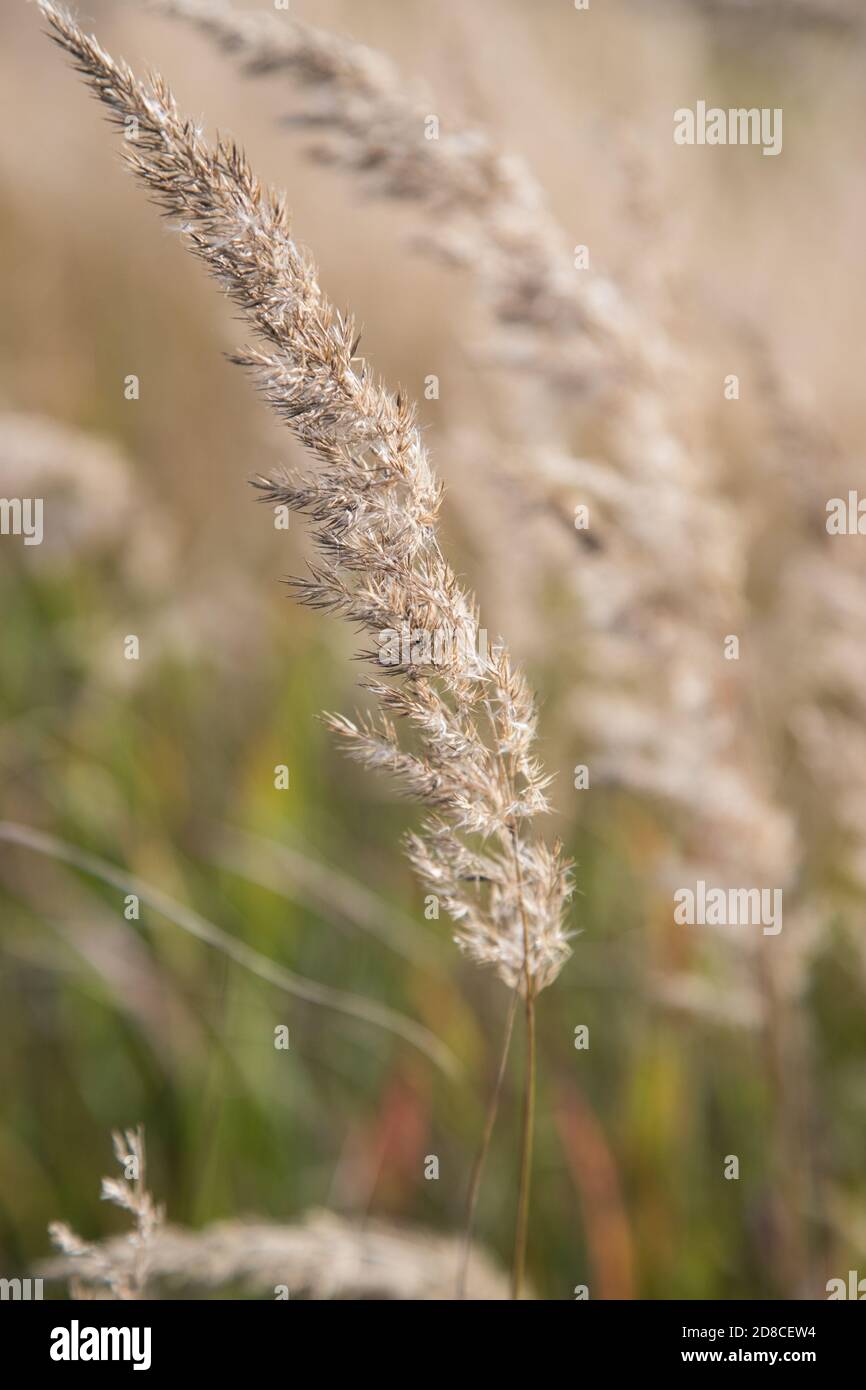 Old yellowed paper texture decoration hi-res stock photography and ...