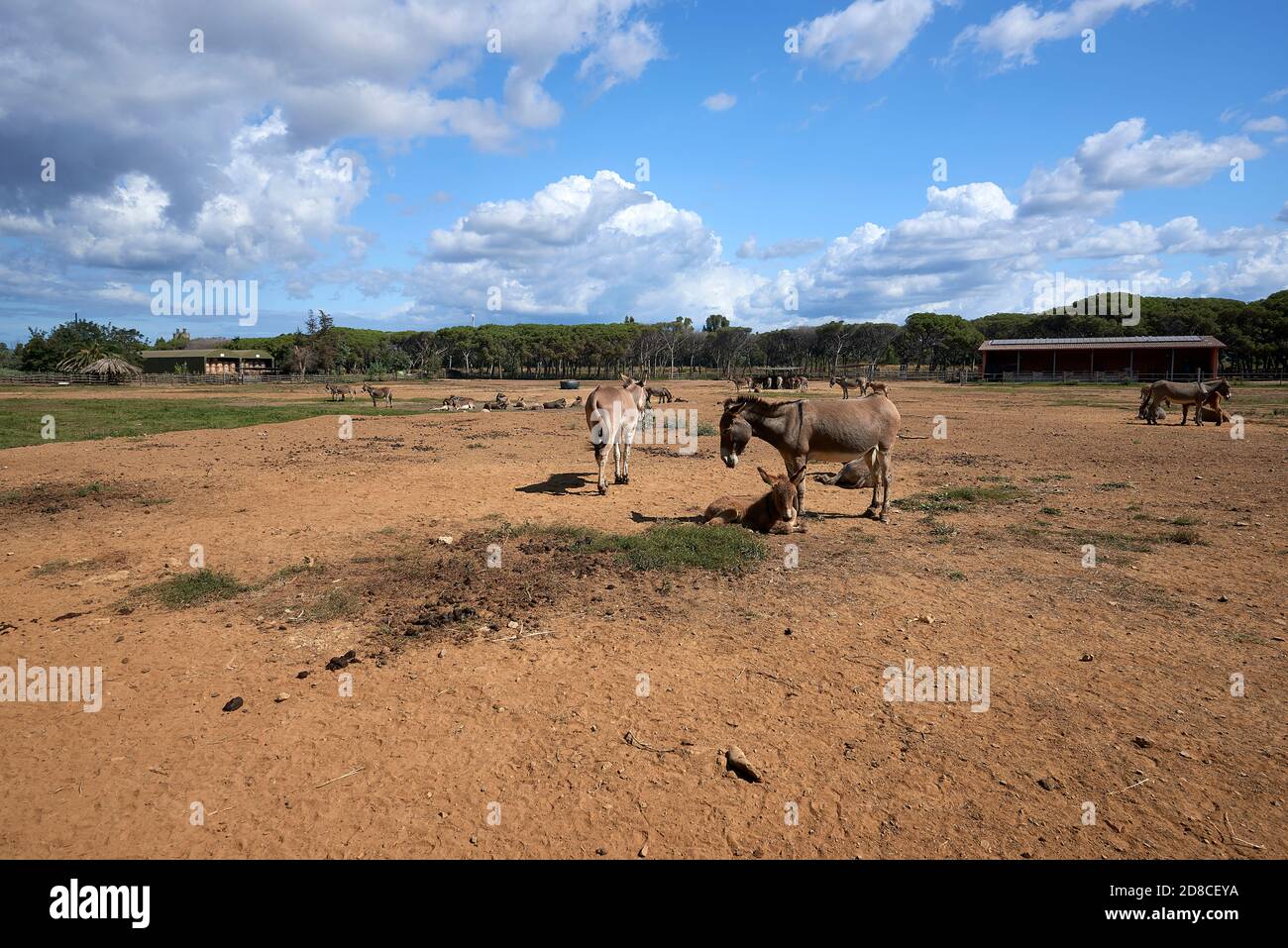 Scarlino (Li), Tuscany,Italy, a Amiantina donkey breeding,, italian ...