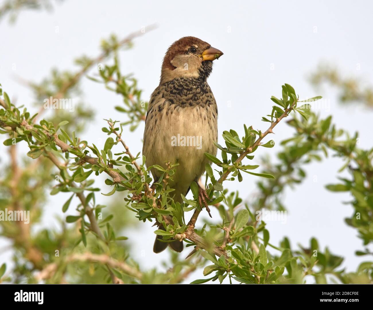 Sparrow migration hi-res stock photography and images - Alamy