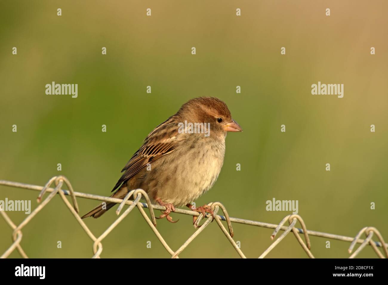 Sparrow on fence Stock Photo - Alamy