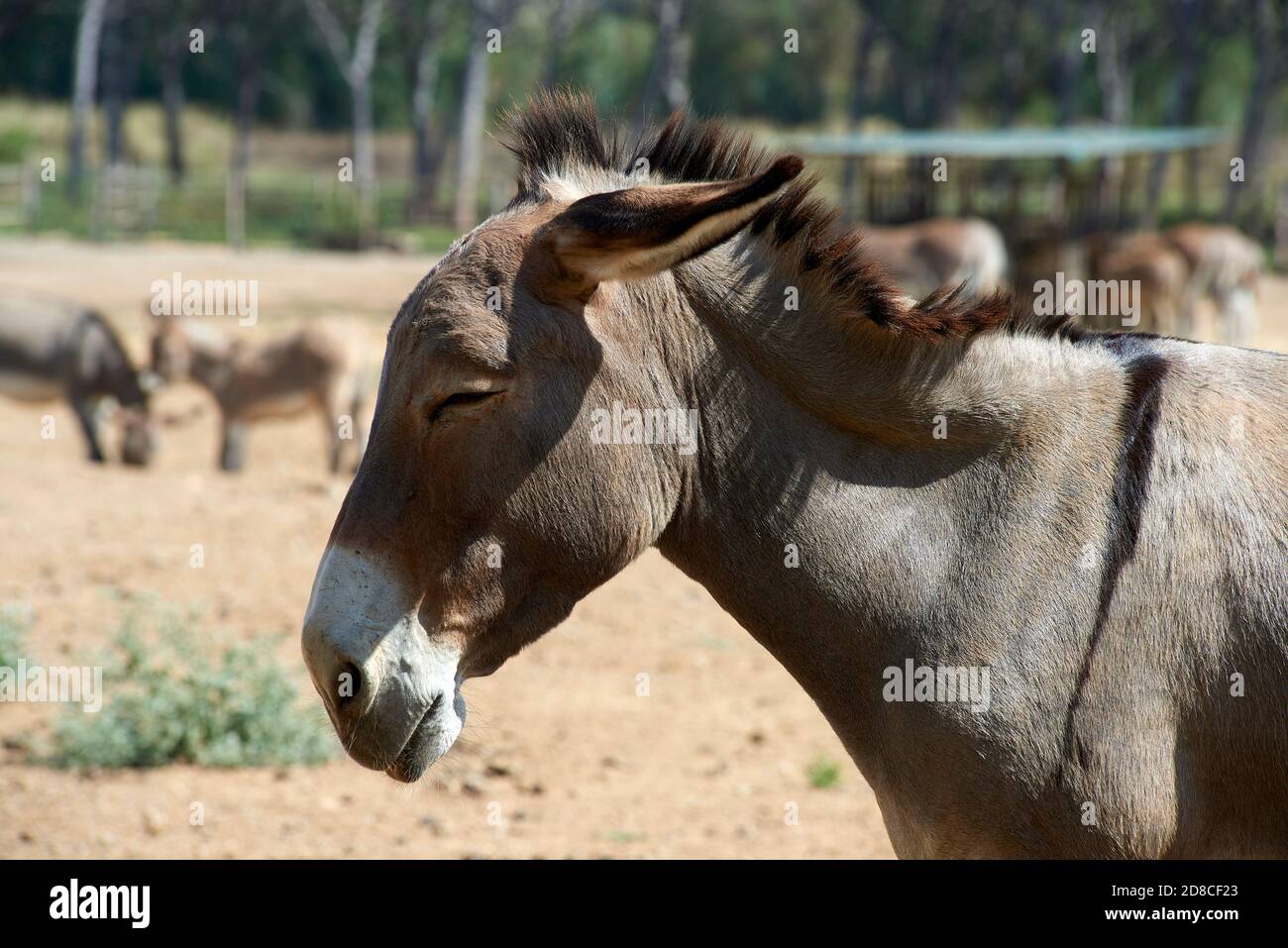 Italian Donkey