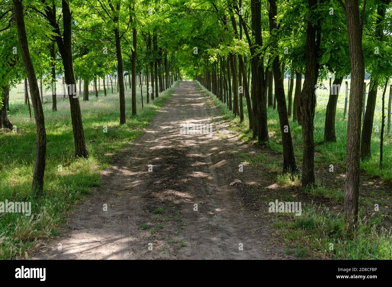 Path through the tree line without anyone on it in spring Stock Photo ...