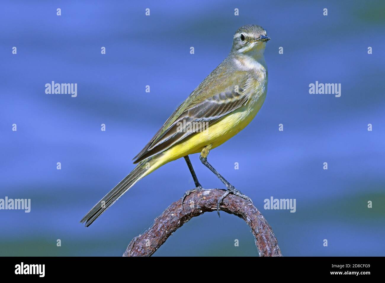 Season of migration hi-res stock photography and images - Alamy