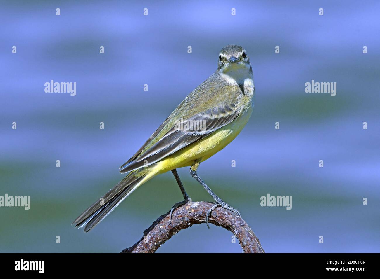 Yellow wagtail during Autumn migration Stock Photo - Alamy