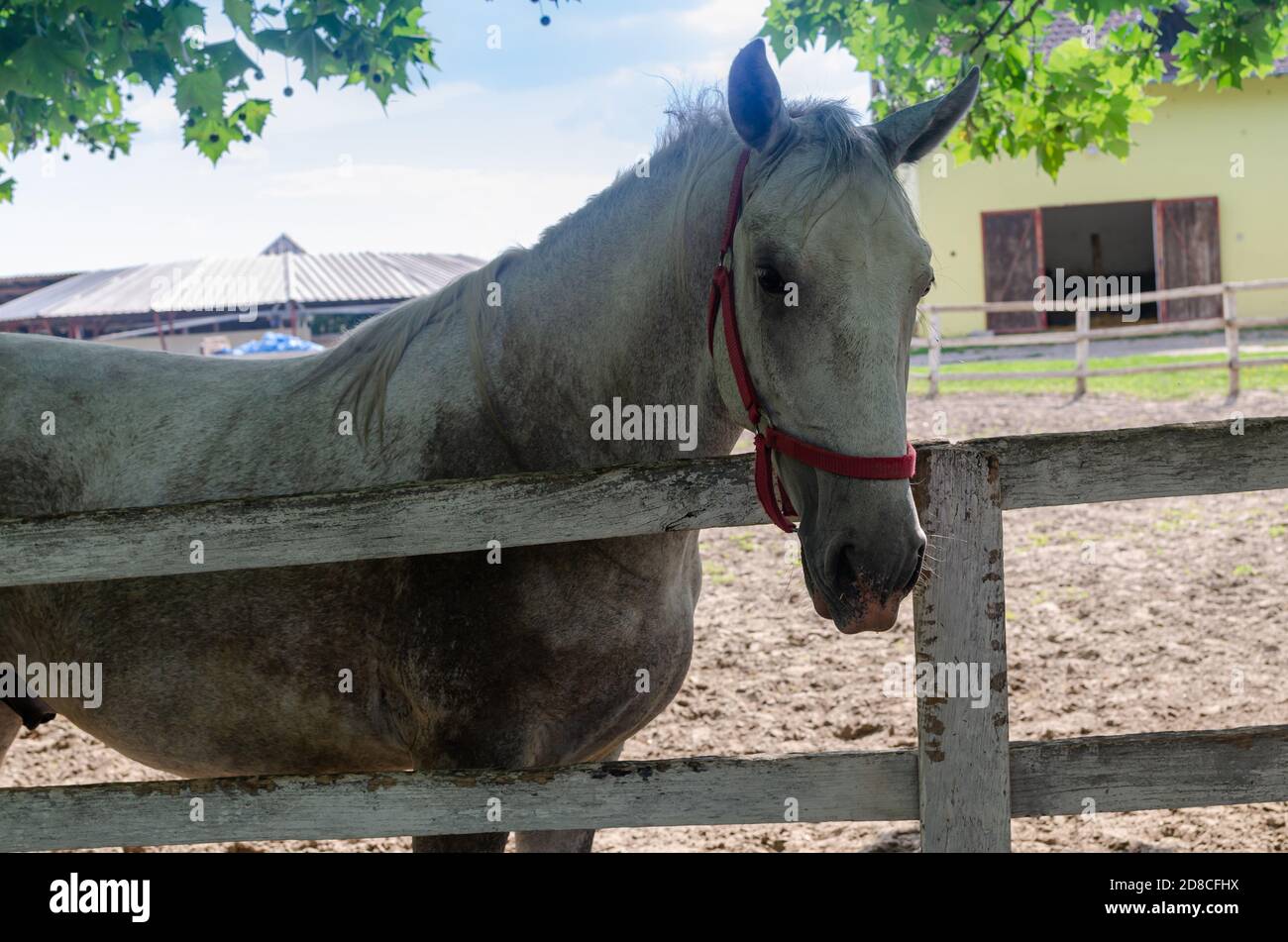 Stable fence hi-res stock photography and images - Alamy