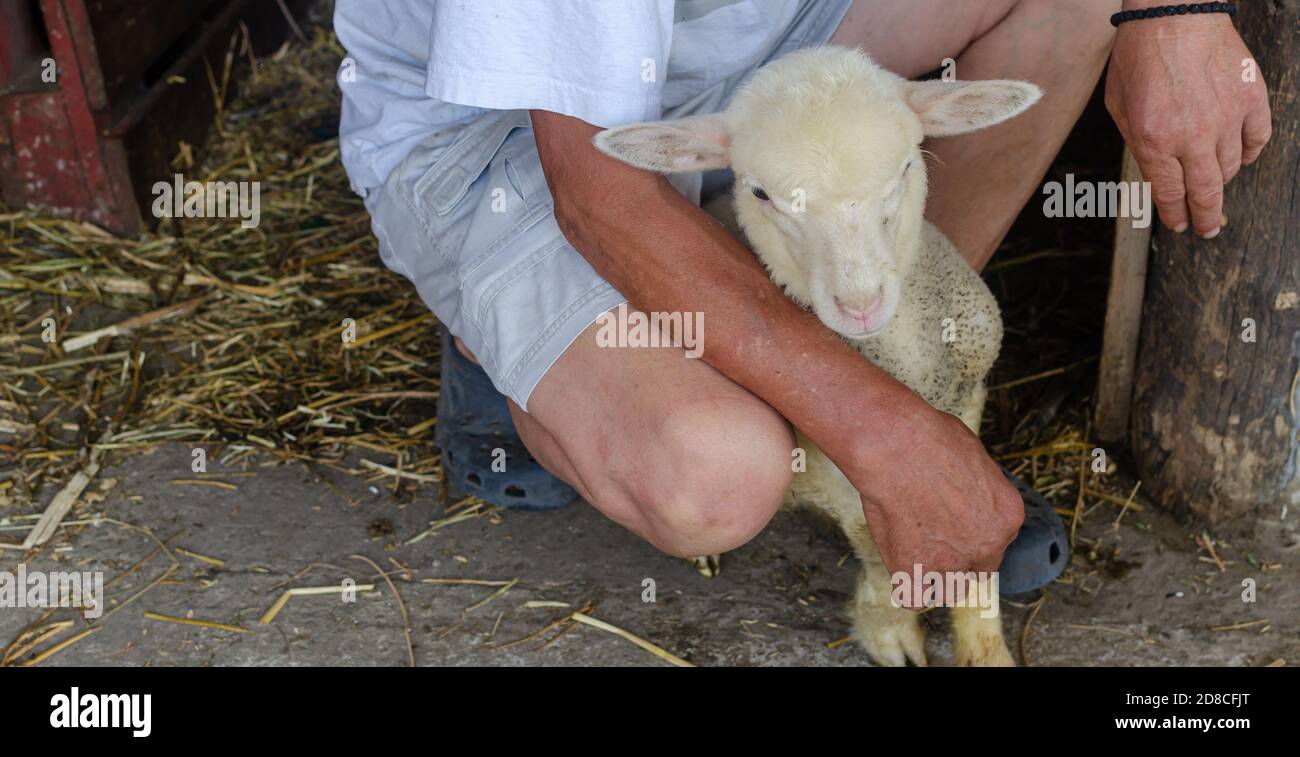 Man holding lamb hi-res stock photography and images - Alamy